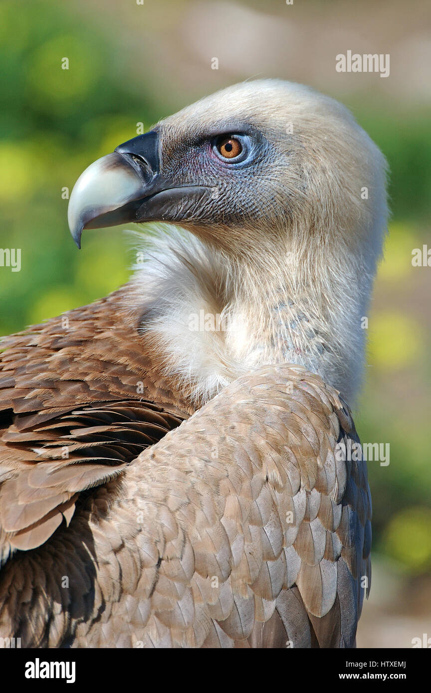 Griffon vulture portrait Stock Photo - Alamy