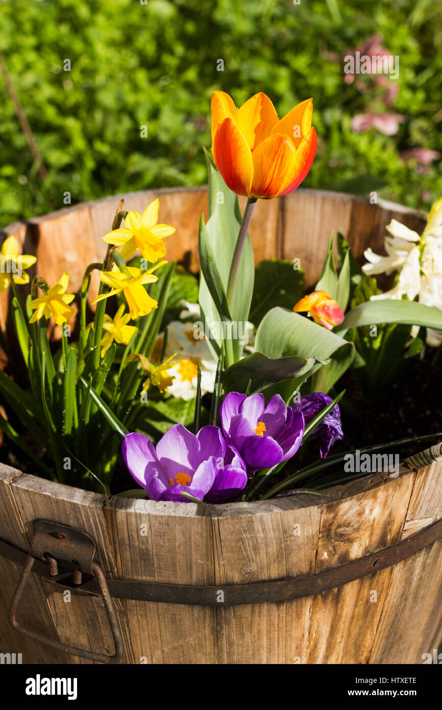 Flowers in a pot Stock Photo - Alamy