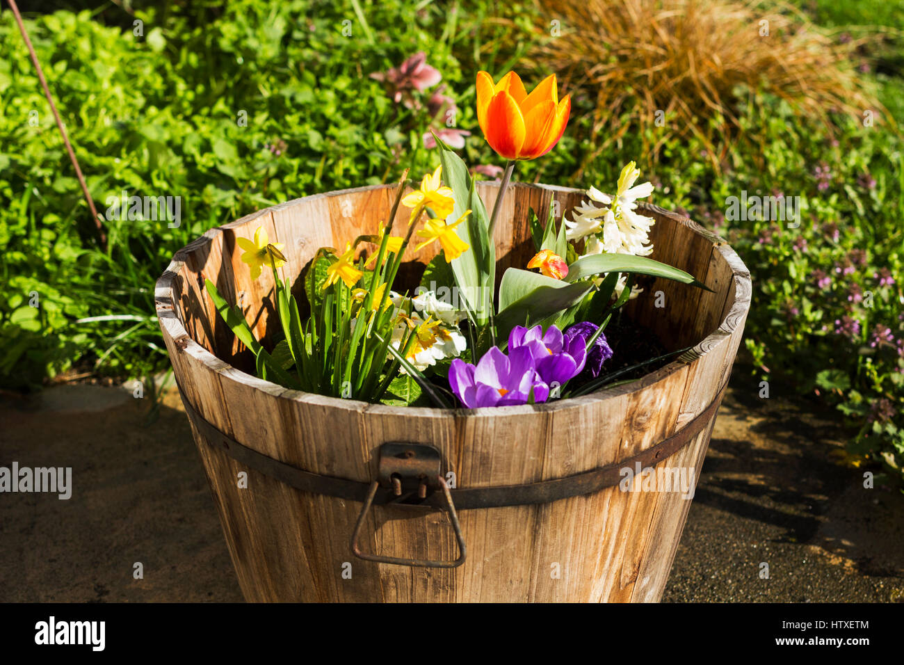 Flowers in a pot Stock Photo - Alamy