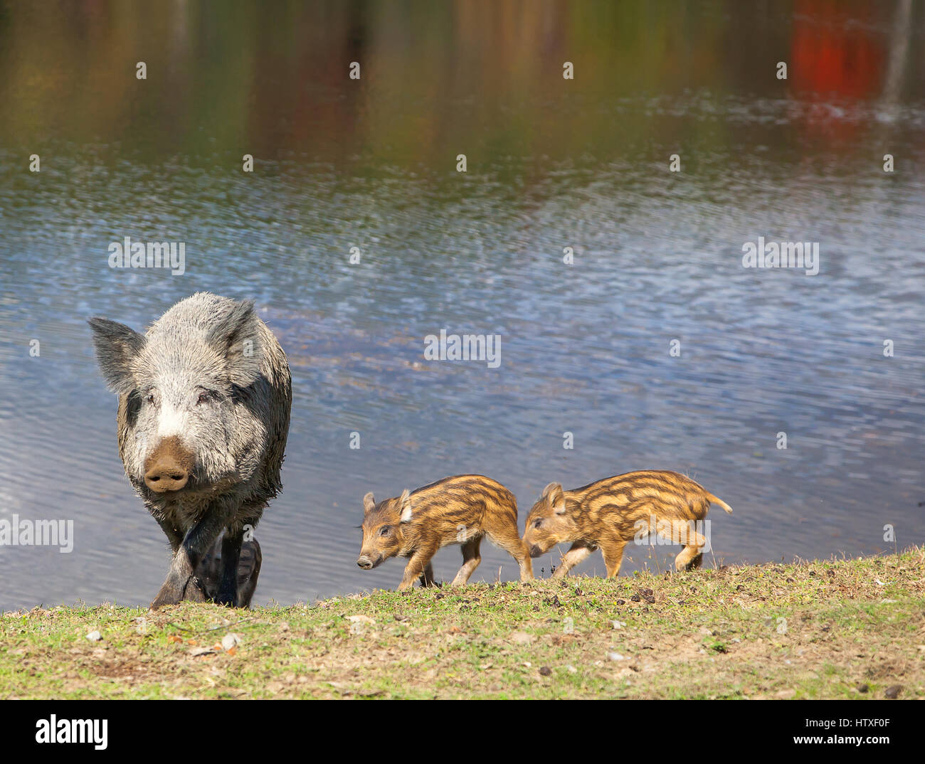 A wild pig and piglets walking by the lake Stock Photo - Alamy