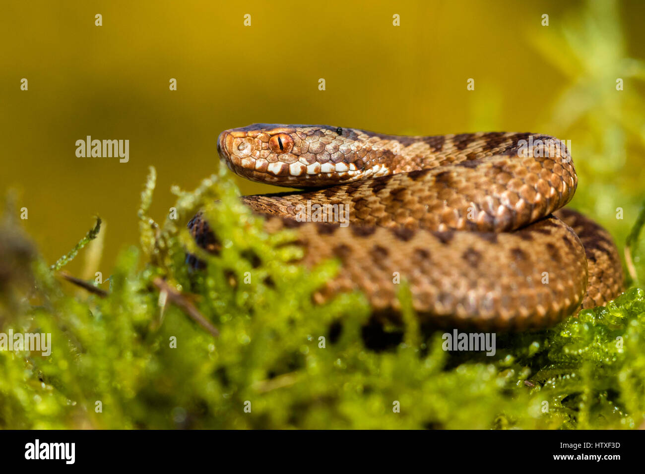 Adder (Vipera berus Stock Photo - Alamy