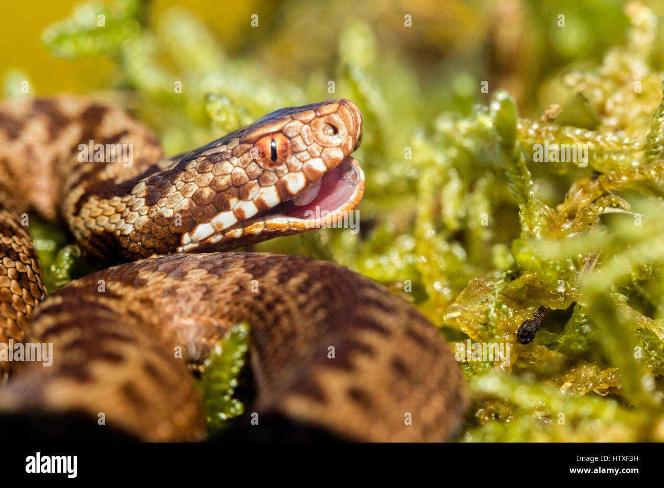 Adder (Vipera berus Stock Photo - Alamy