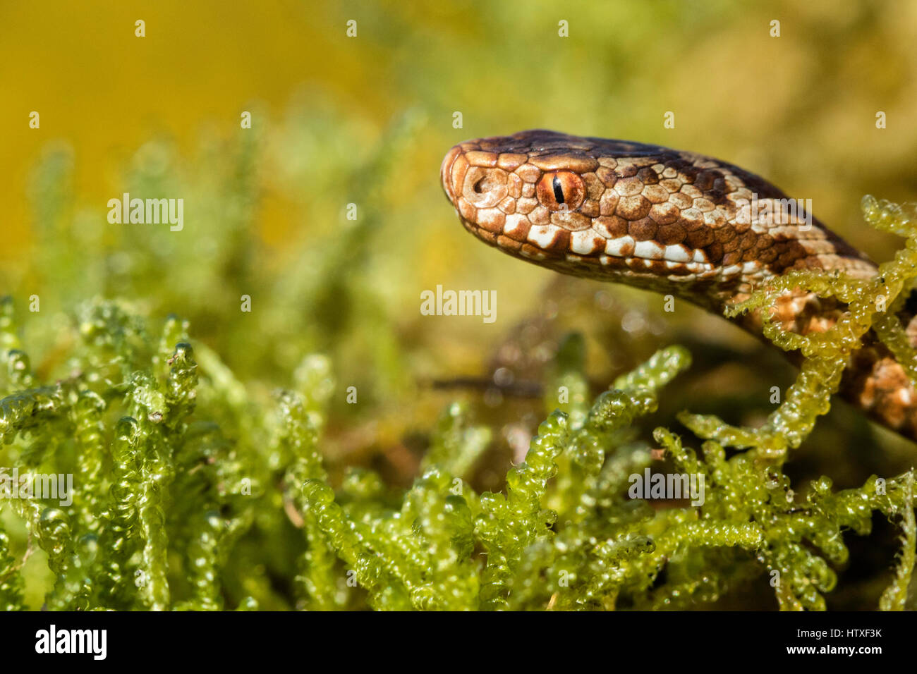 Adder (Vipera berus Stock Photo - Alamy
