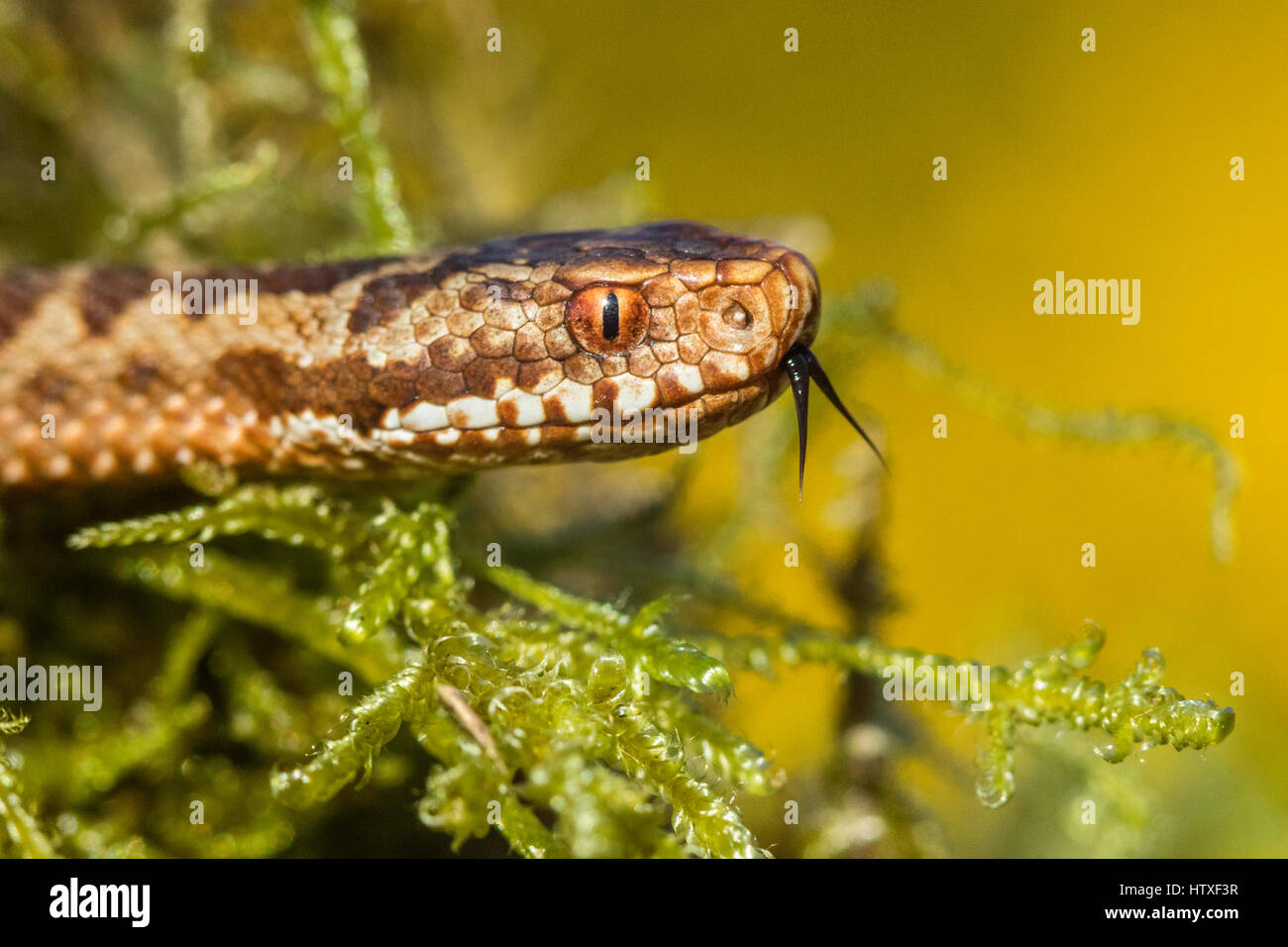 Adder (Vipera berus Stock Photo - Alamy