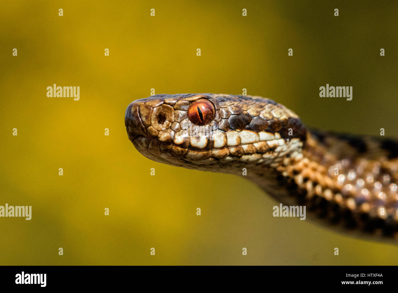 Adder (Vipera berus Stock Photo - Alamy