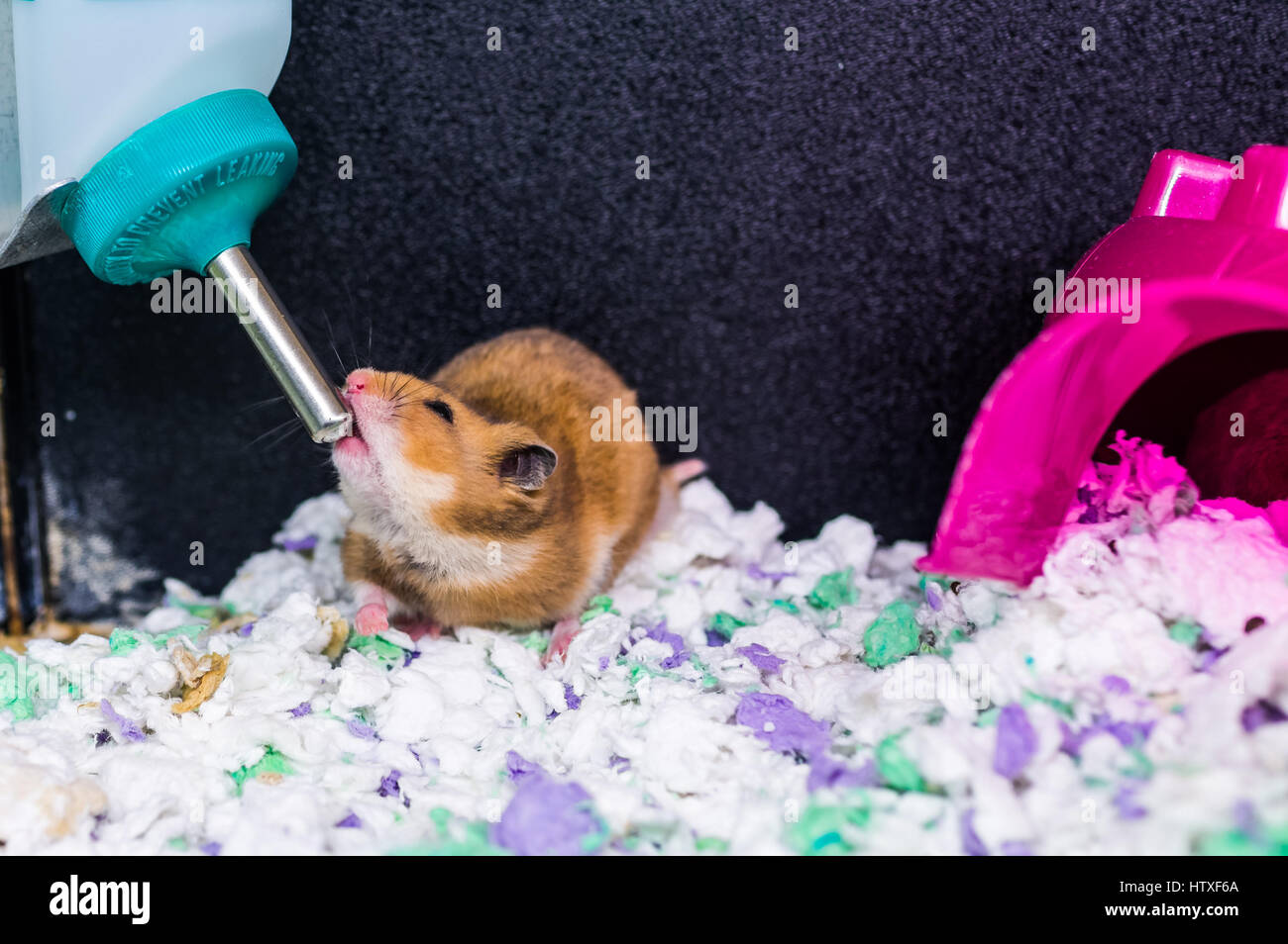 Hamster rat rodent drinking water from bottle dispenser Stock Photo - Alamy
