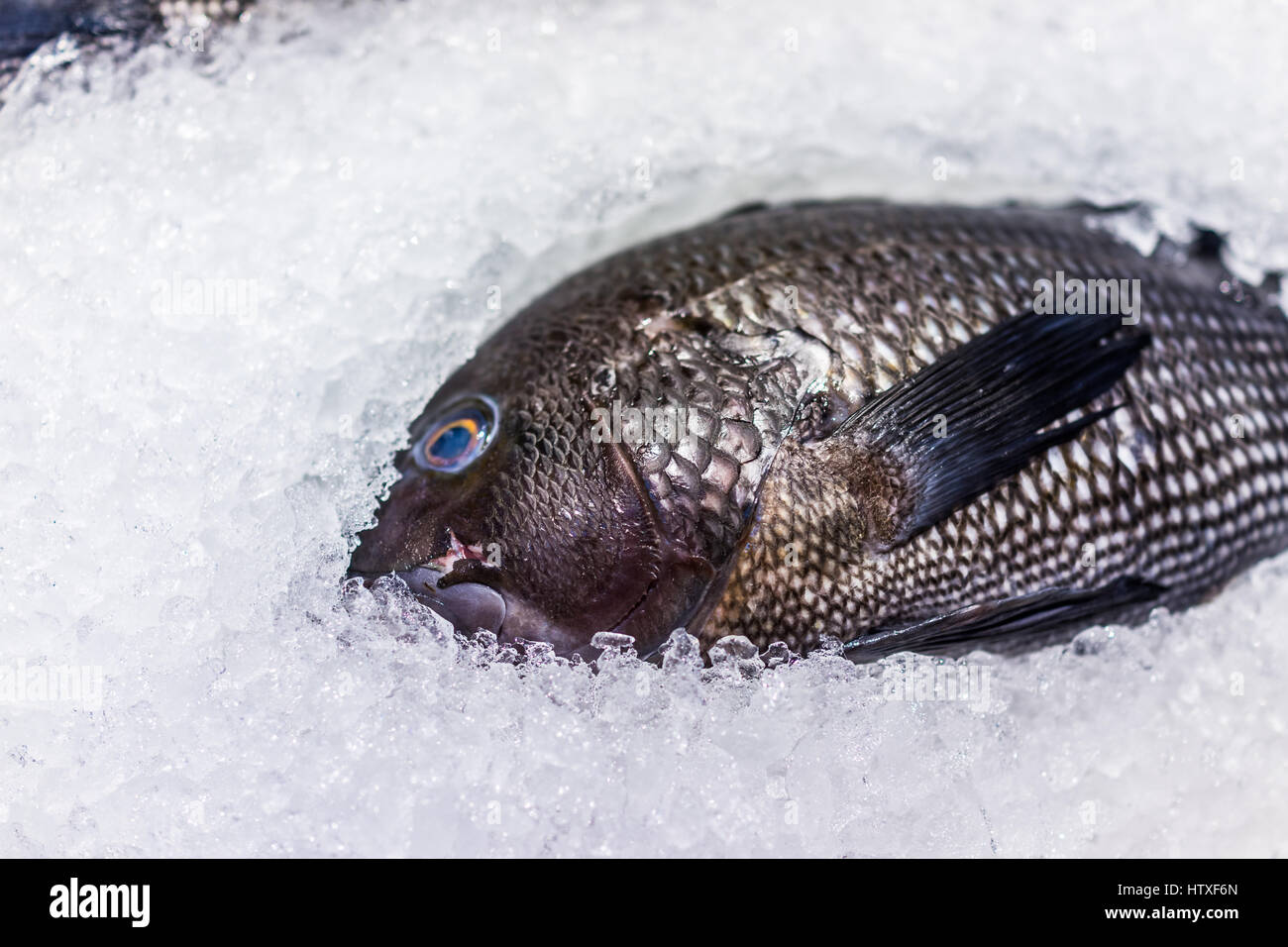Whole fish on ice hi-res stock photography and images - Alamy