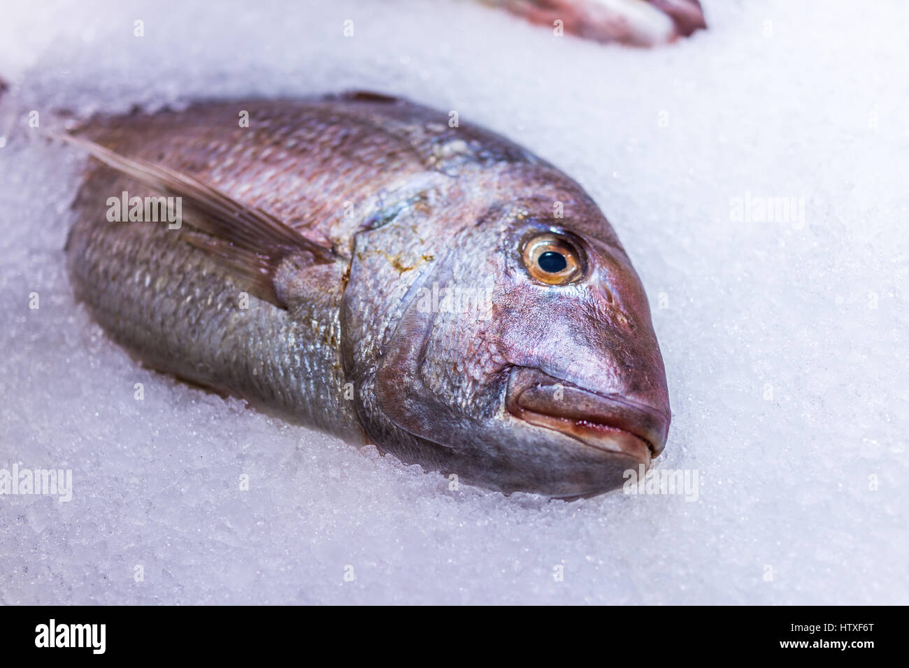 Big eye snapper hi-res stock photography and images - Alamy