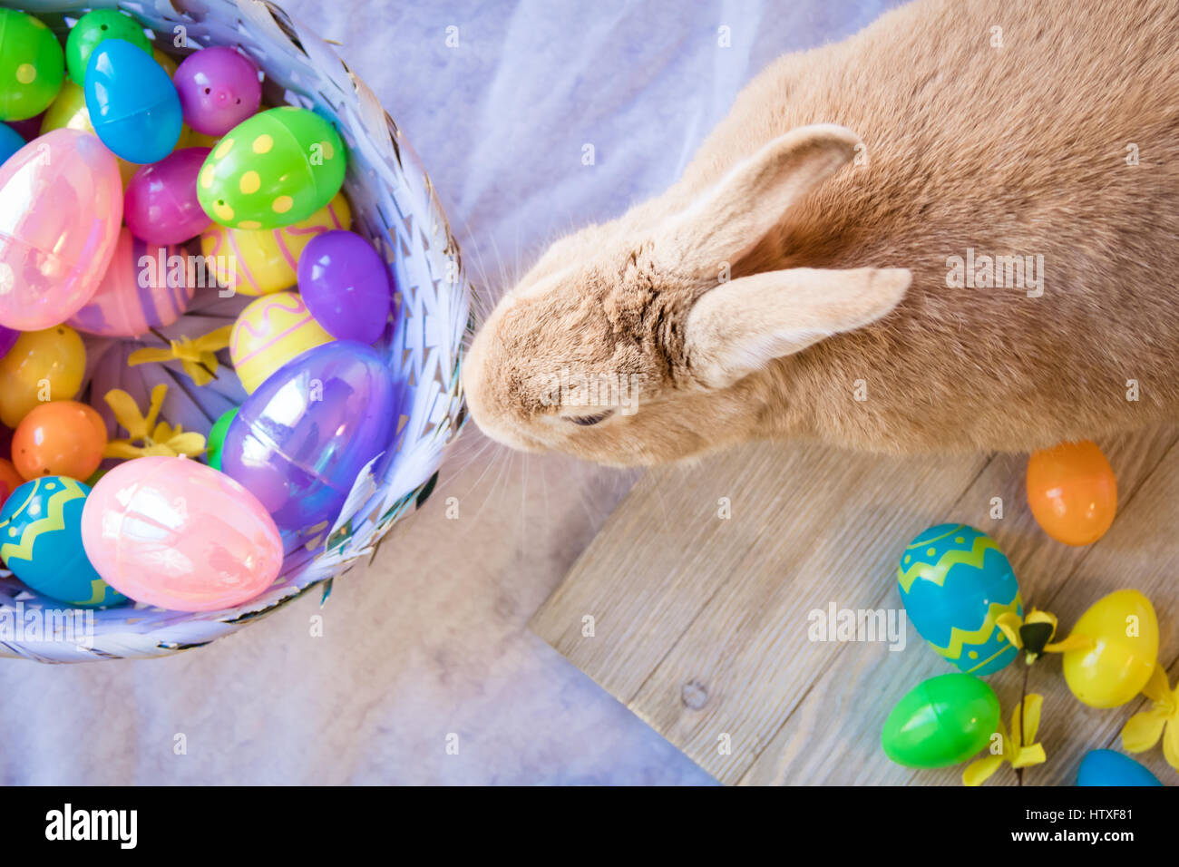 Easter bunny rabbit with colorful eggs and soft white background Stock ...