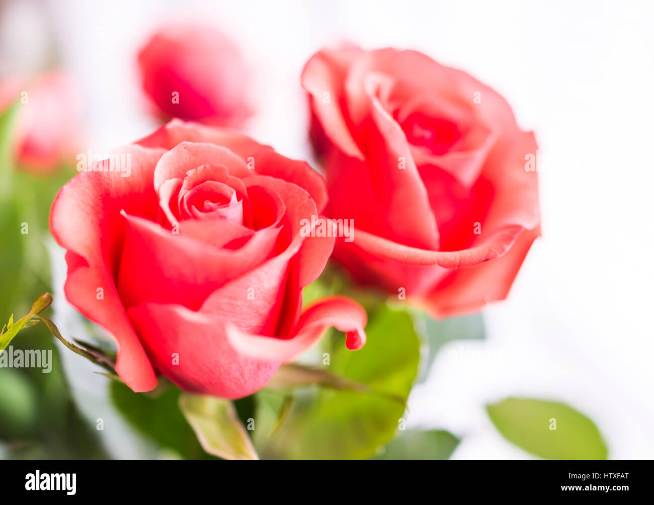 Orange red roses hi-res stock photography and images - Alamy