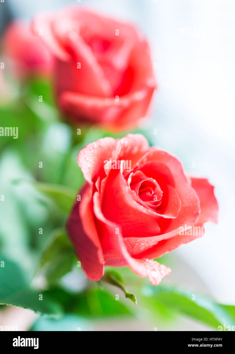Orange red roses hi-res stock photography and images - Alamy