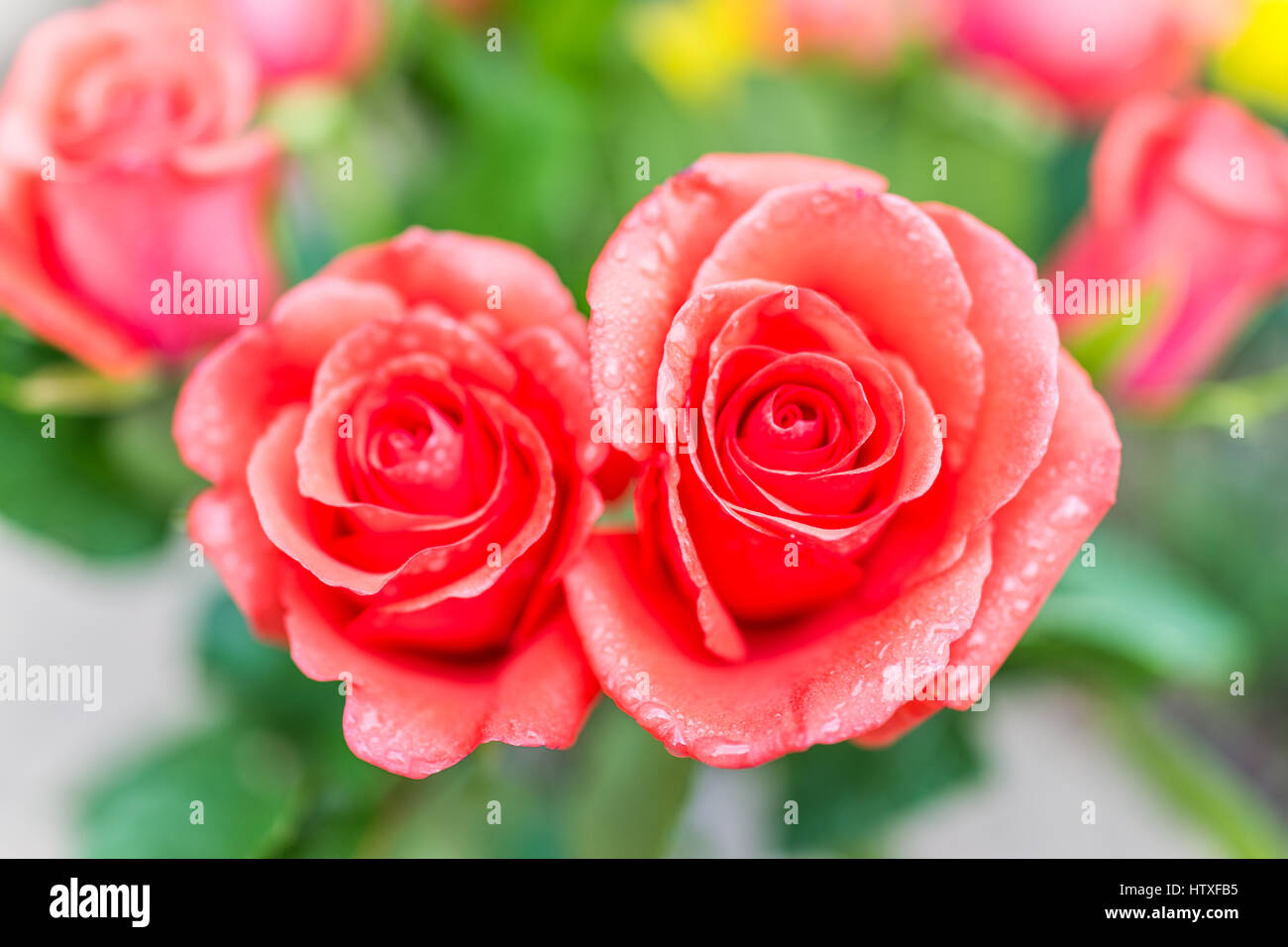 Bouquet red roses water drops hi-res stock photography and images - Alamy