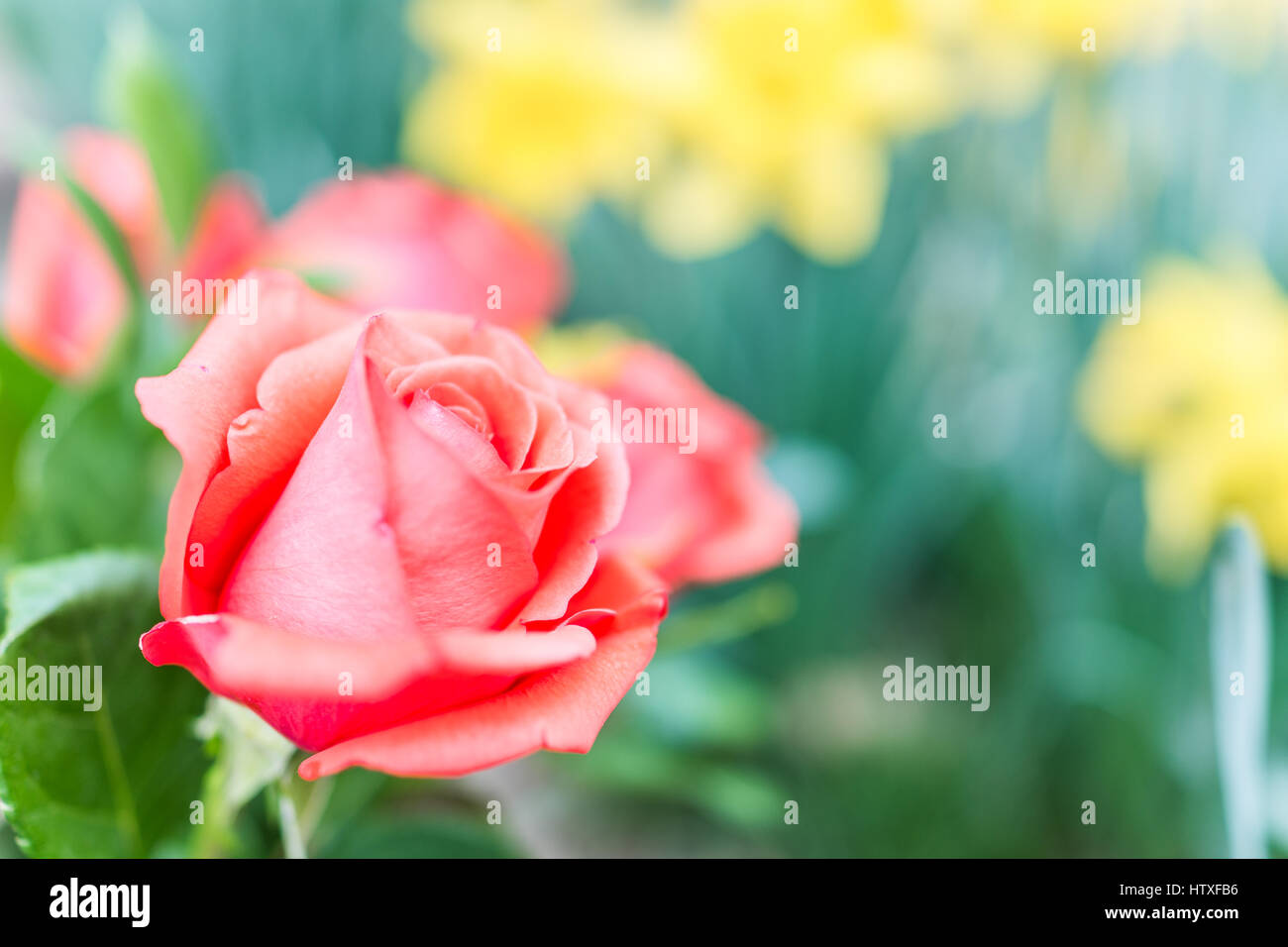 Side macro closeup of one orange red rose with background of yellow ...