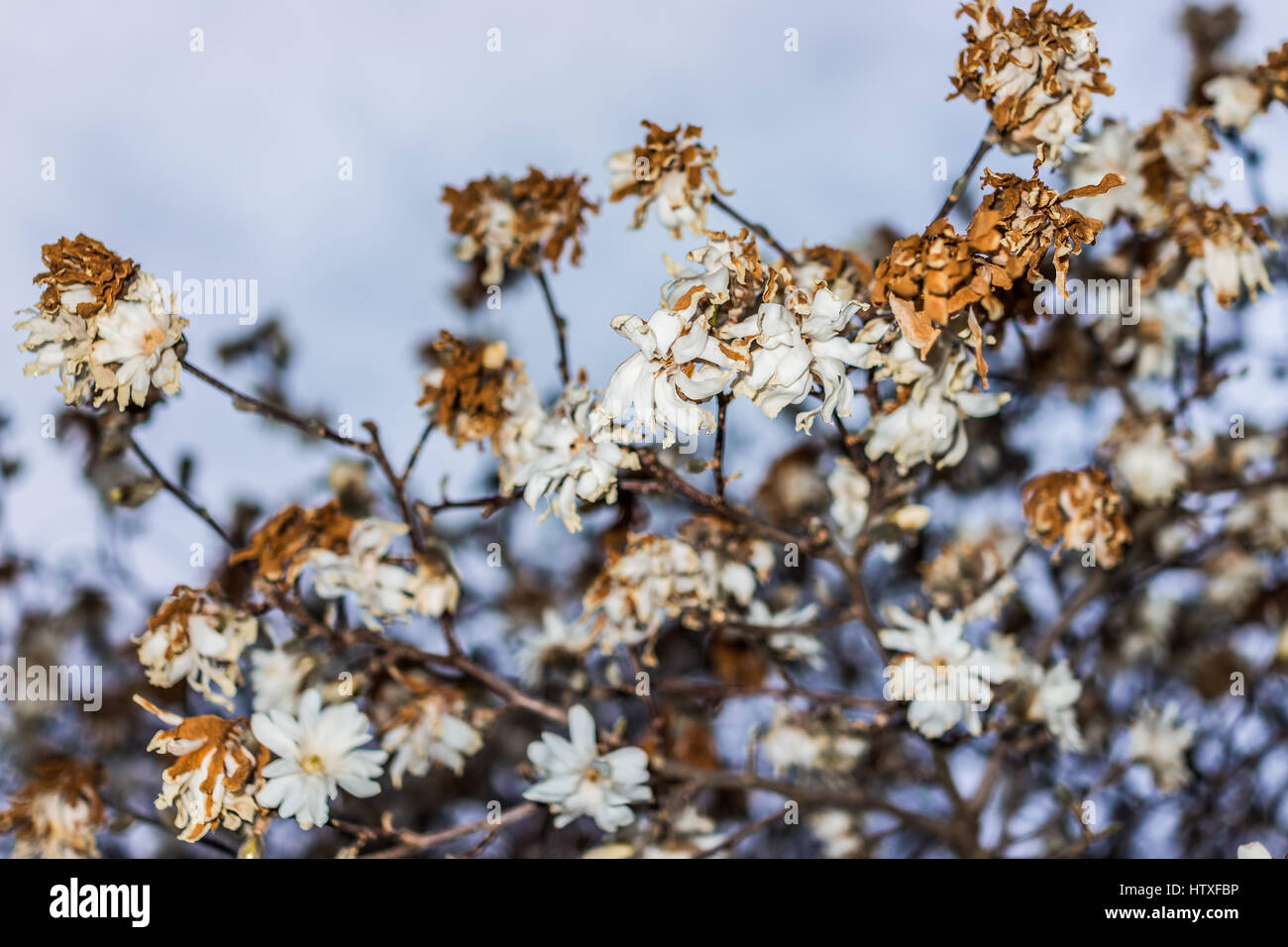 Shriveled flowers hi-res stock photography and images - Alamy
