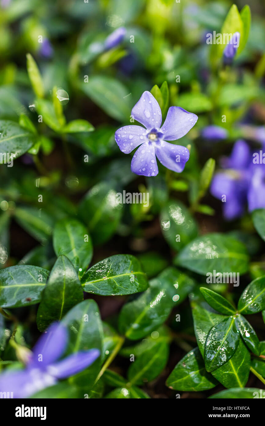 Blue periwinkle hi-res stock photography and images - Alamy