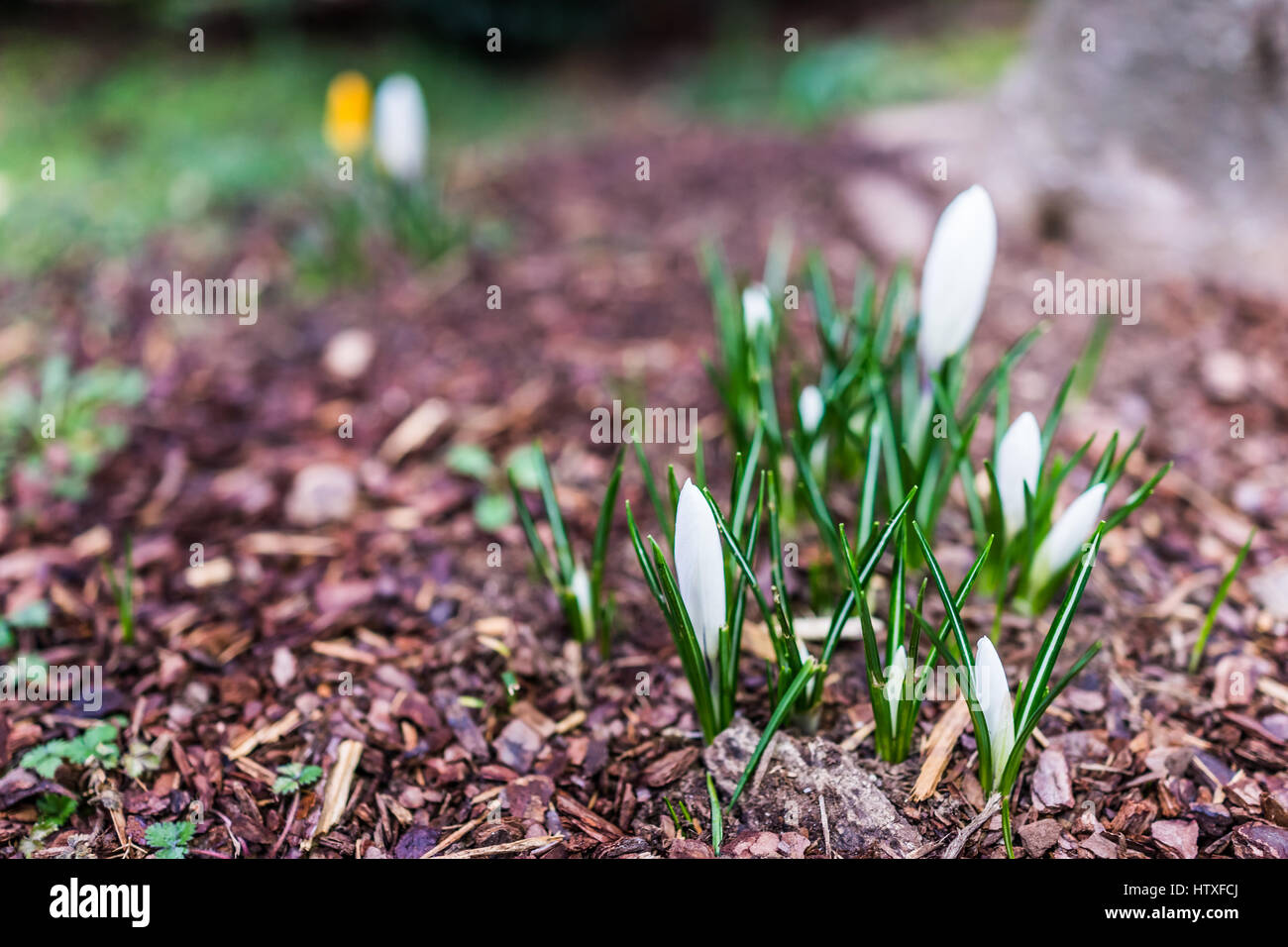 White large dutch giant crocus buds Stock Photo - Alamy