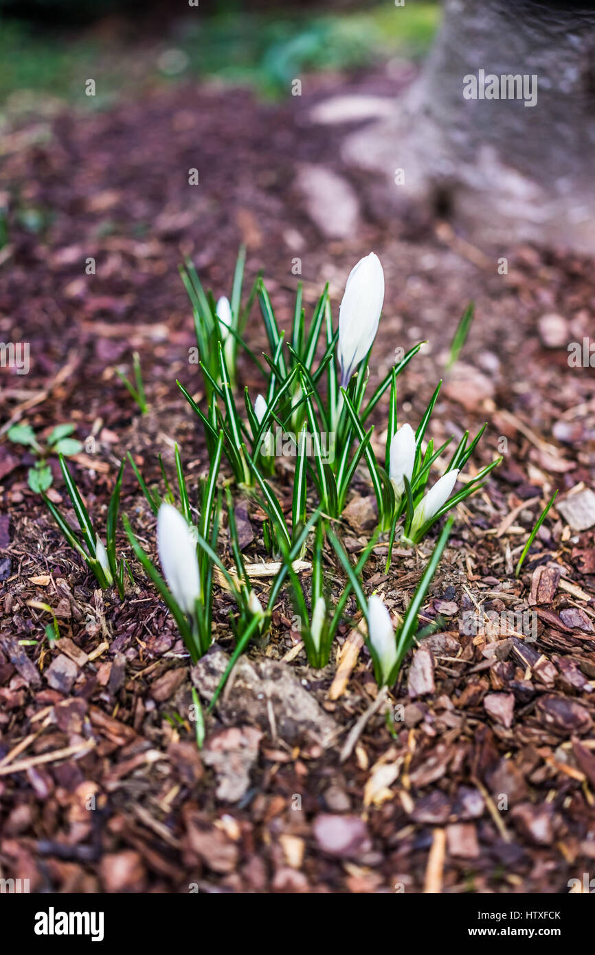 White large dutch giant crocus buds Stock Photo - Alamy