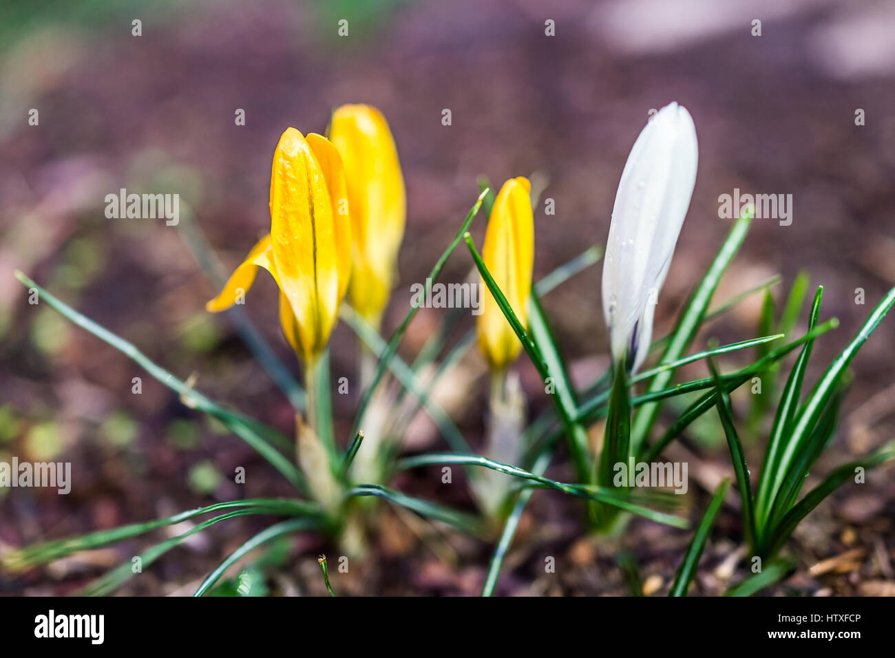 White and yellow large dutch giant crocus buds Stock Photo - Alamy
