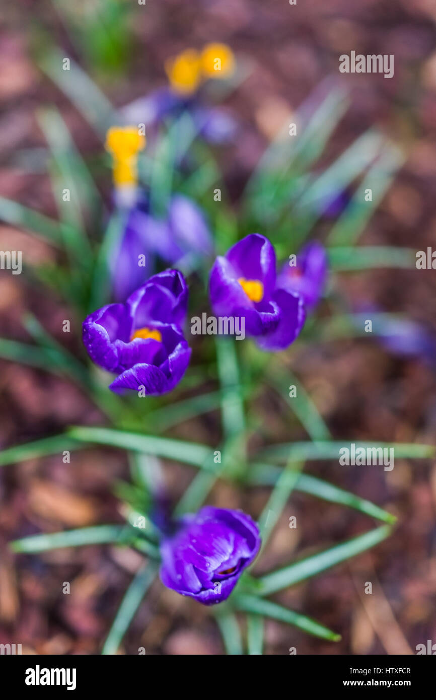 Blue or purple large dutch giant crocus buds viewed from top Stock ...