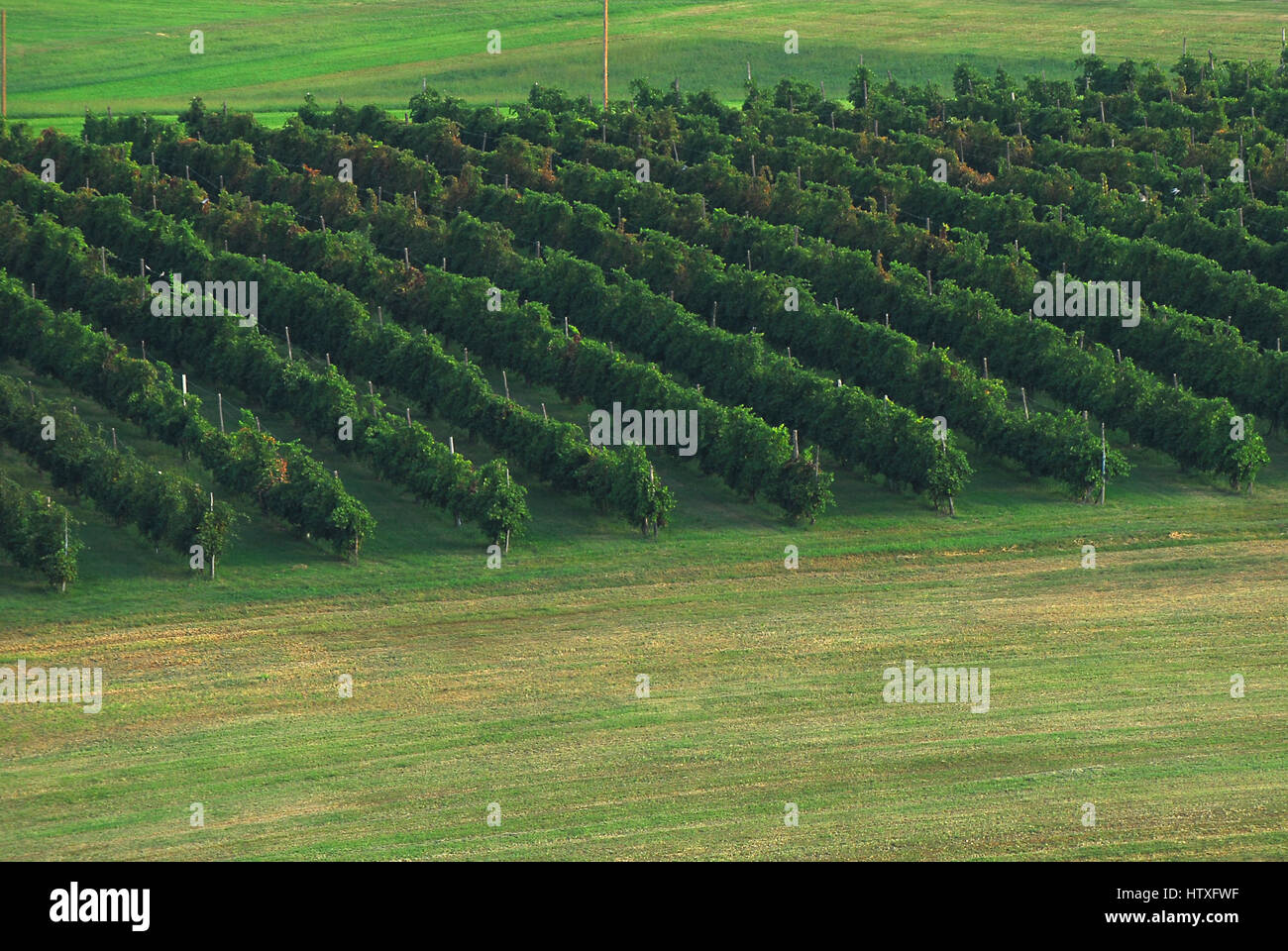 Aerial view of agriculture: cultivated fields, roads and urban traffic ...