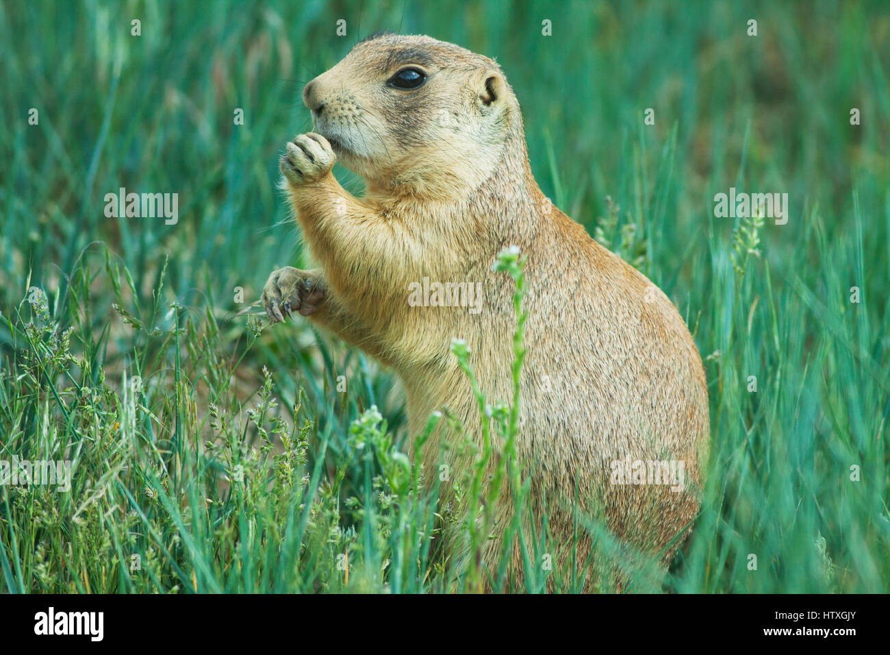 Cynomys hi-res stock photography and images - Alamy