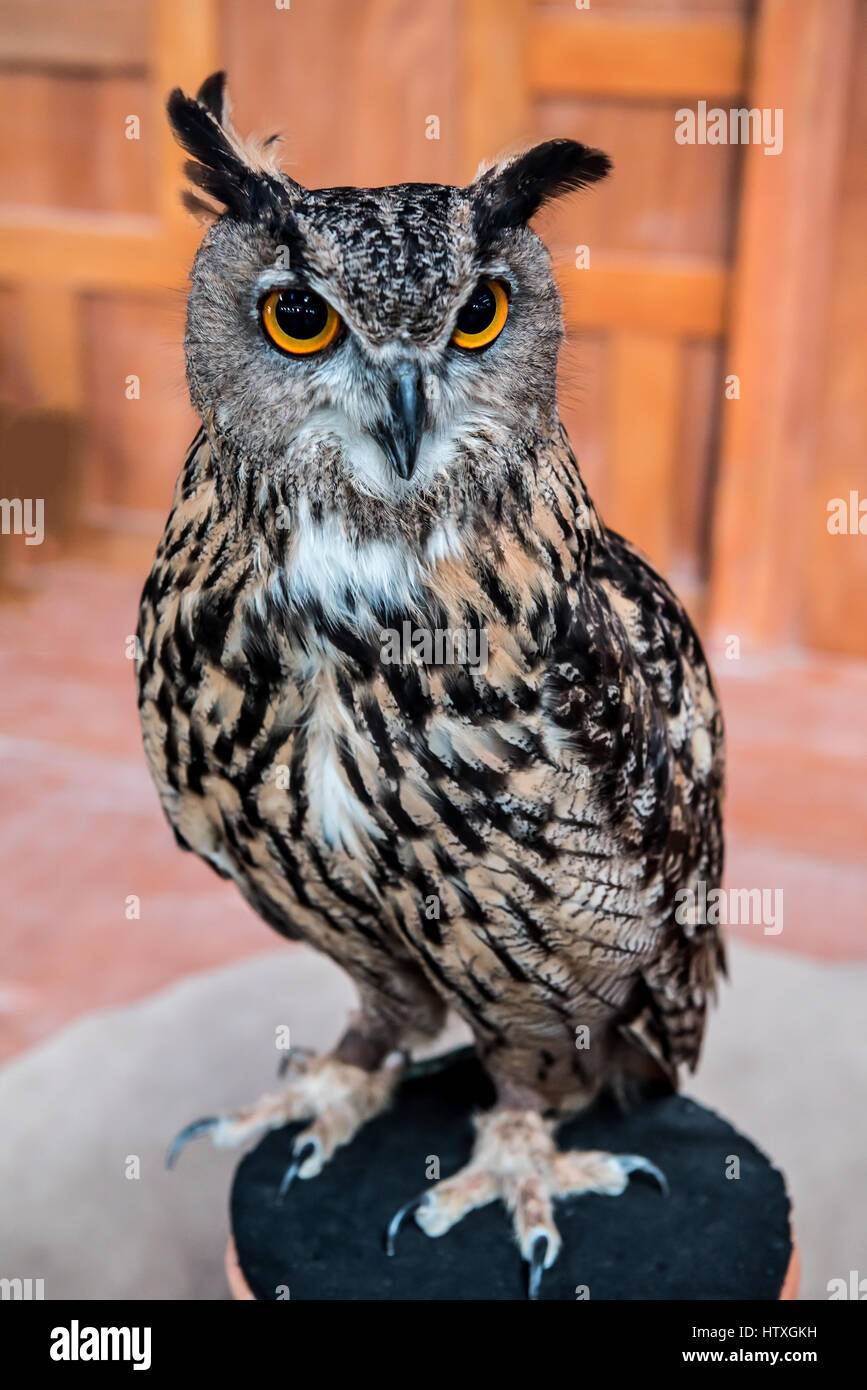 owl, night bird in the forest Stock Photo - Alamy