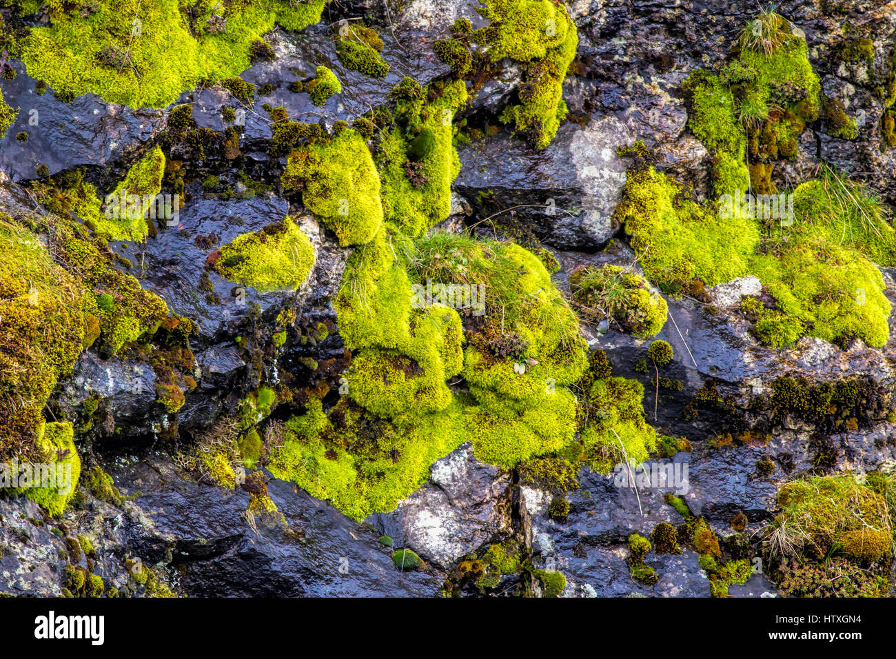 Moss on rock face hi-res stock photography and images - Alamy