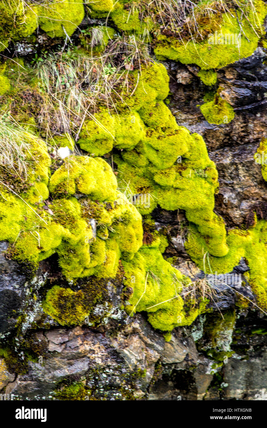 Moss on rock face hi-res stock photography and images - Alamy
