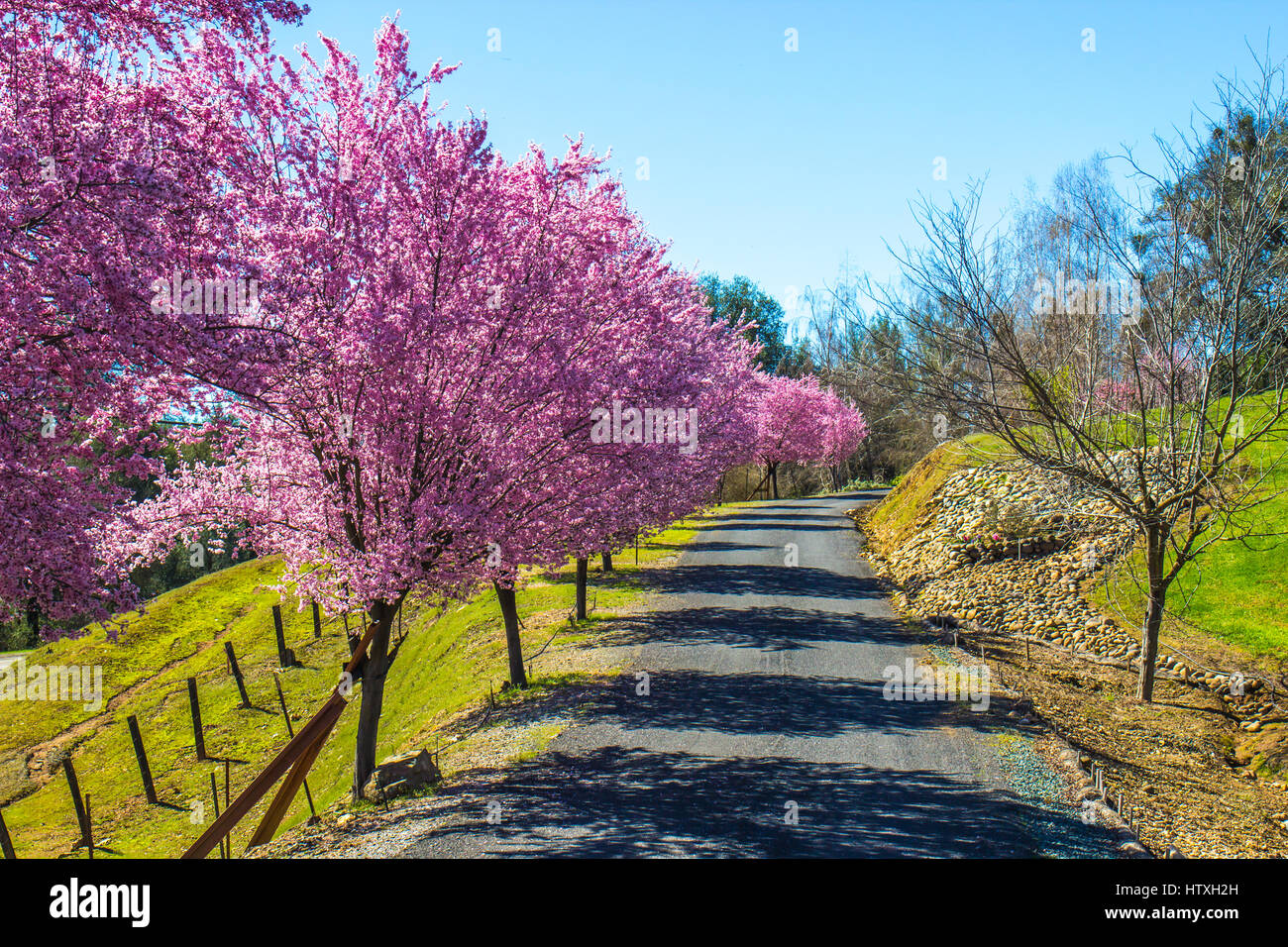 Cherry blossom trees lining the road hi-res stock photography and ...