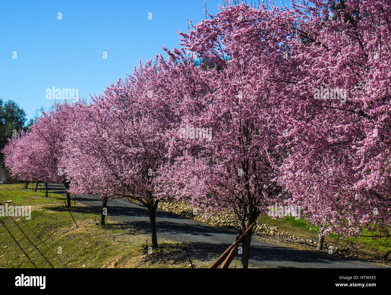 Blooming Cherry Blossoms Along Driveway Stock Photo - Alamy