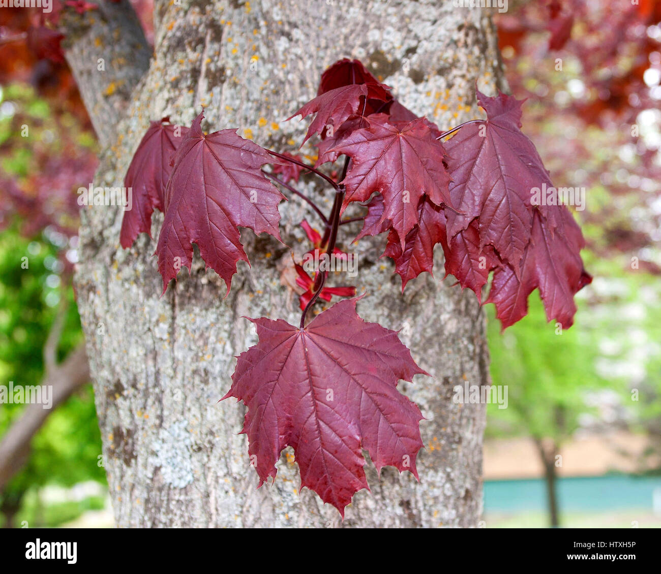 Leaves mark hi-res stock photography and images - Alamy