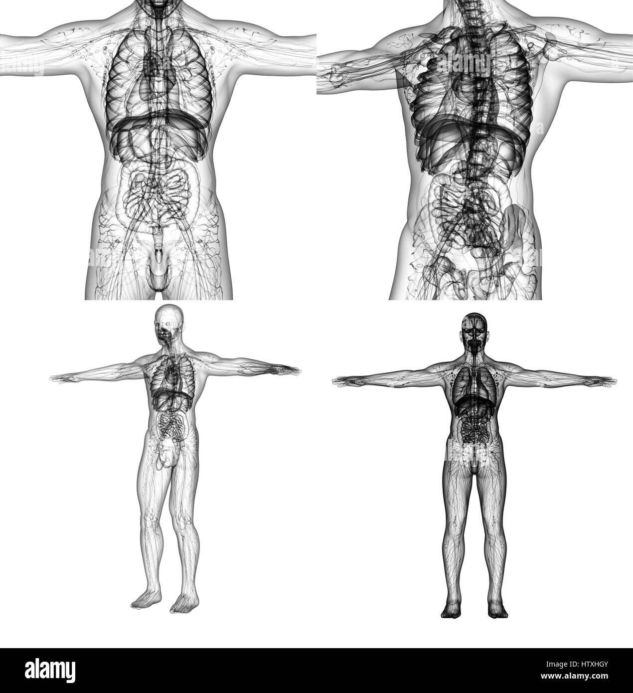 3D rendering medical illustration of the human anatomy Stock Photo - Alamy