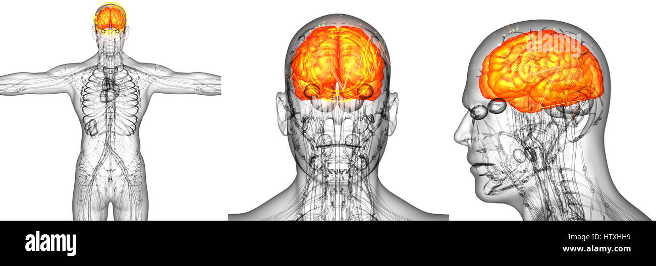3d render medical illustration of the human brain pain - back view ...
