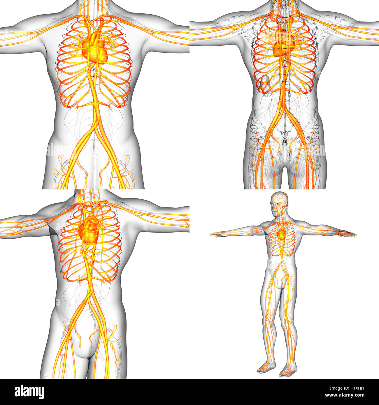 Human vascular system hi-res stock photography and images - Alamy
