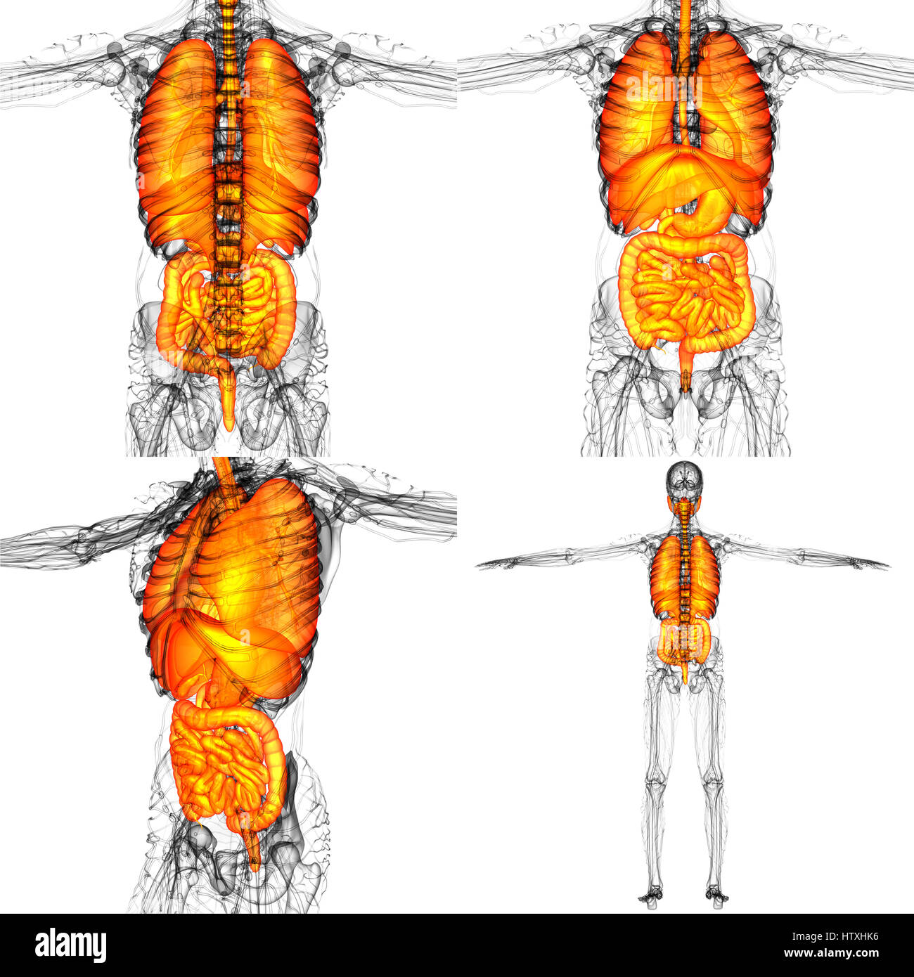 3D rendering illustration of the human digestive system and respiratory ...