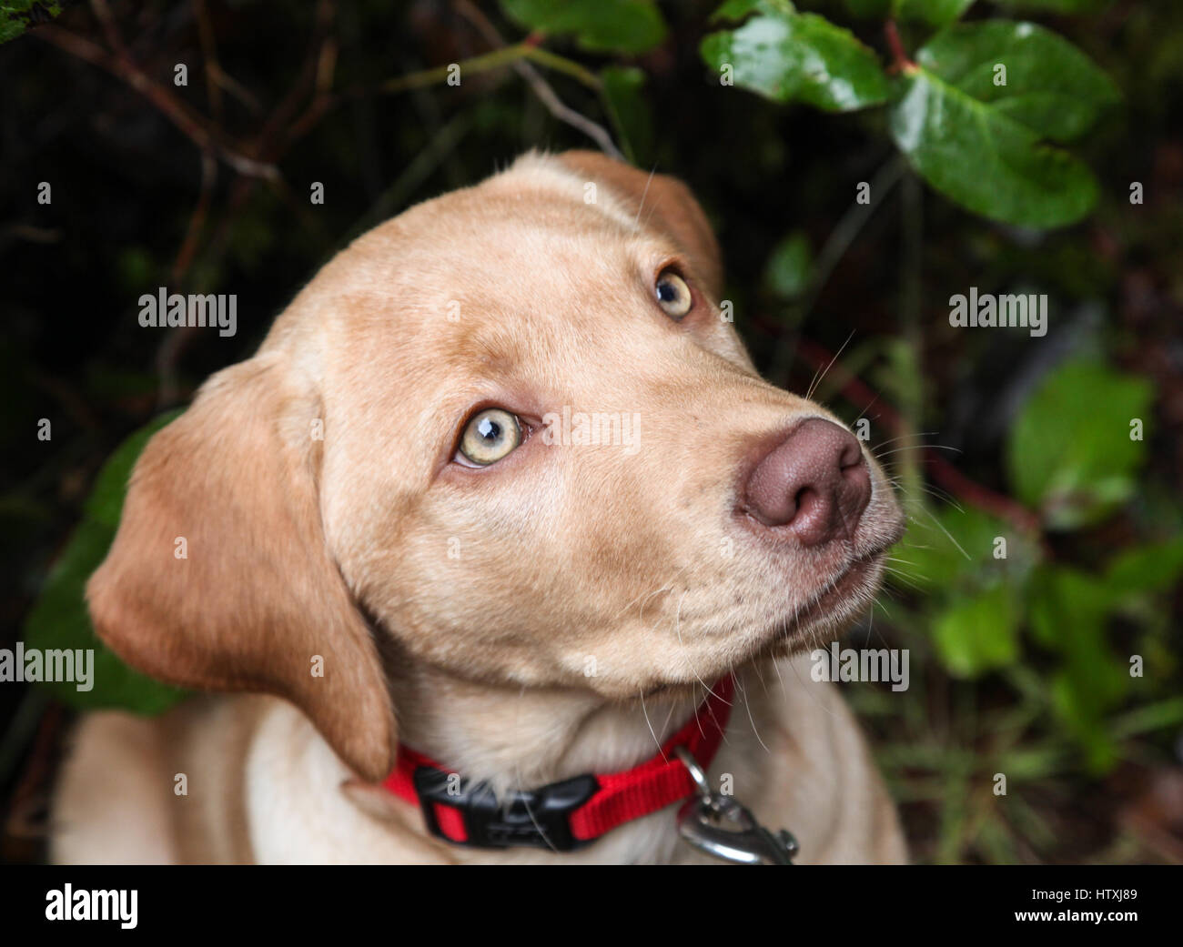 Labrador eyes hi-res stock photography and images - Alamy