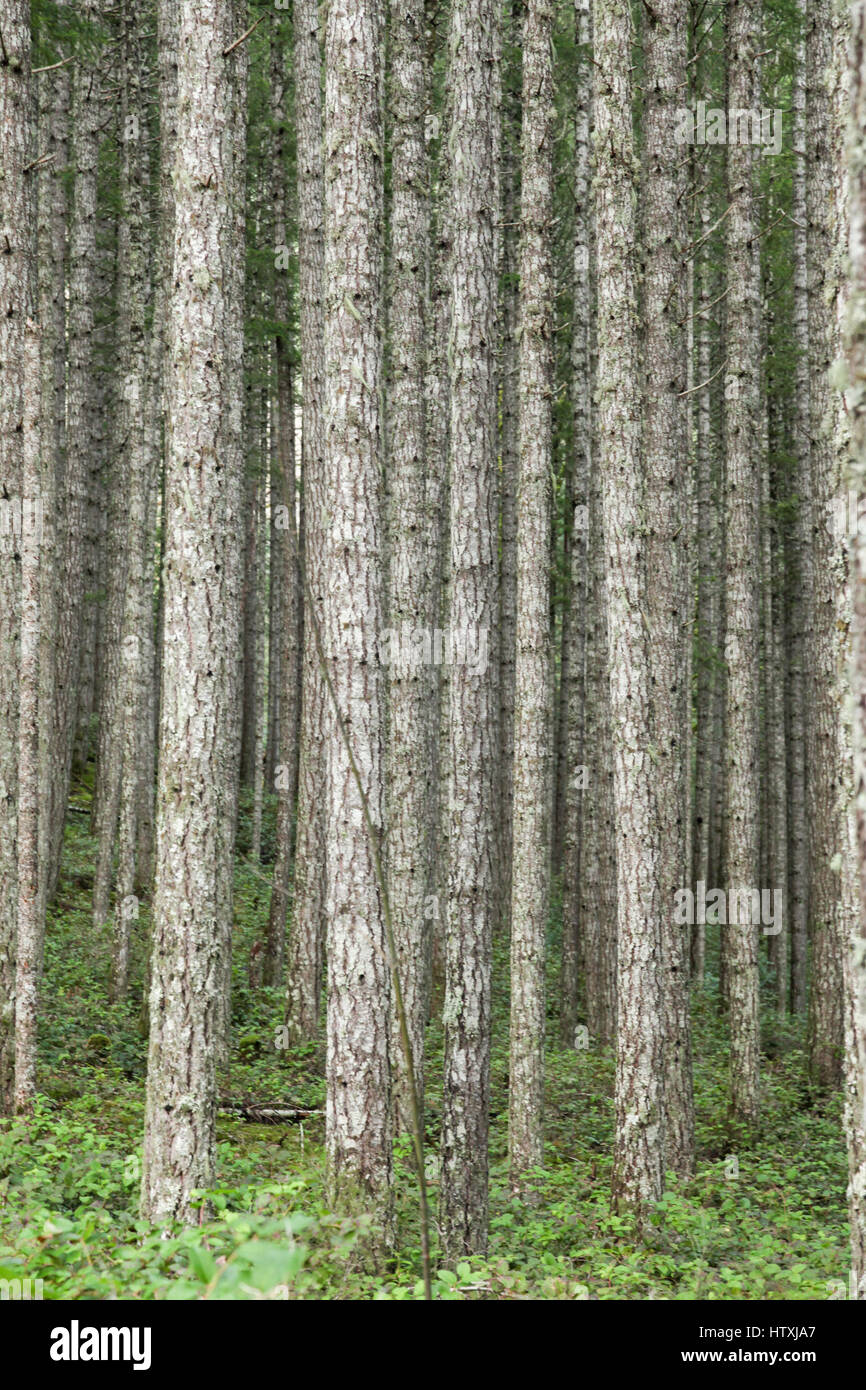 Monocrop Trees, Cowichan Valley, Vancouver Island, British Columbia ...