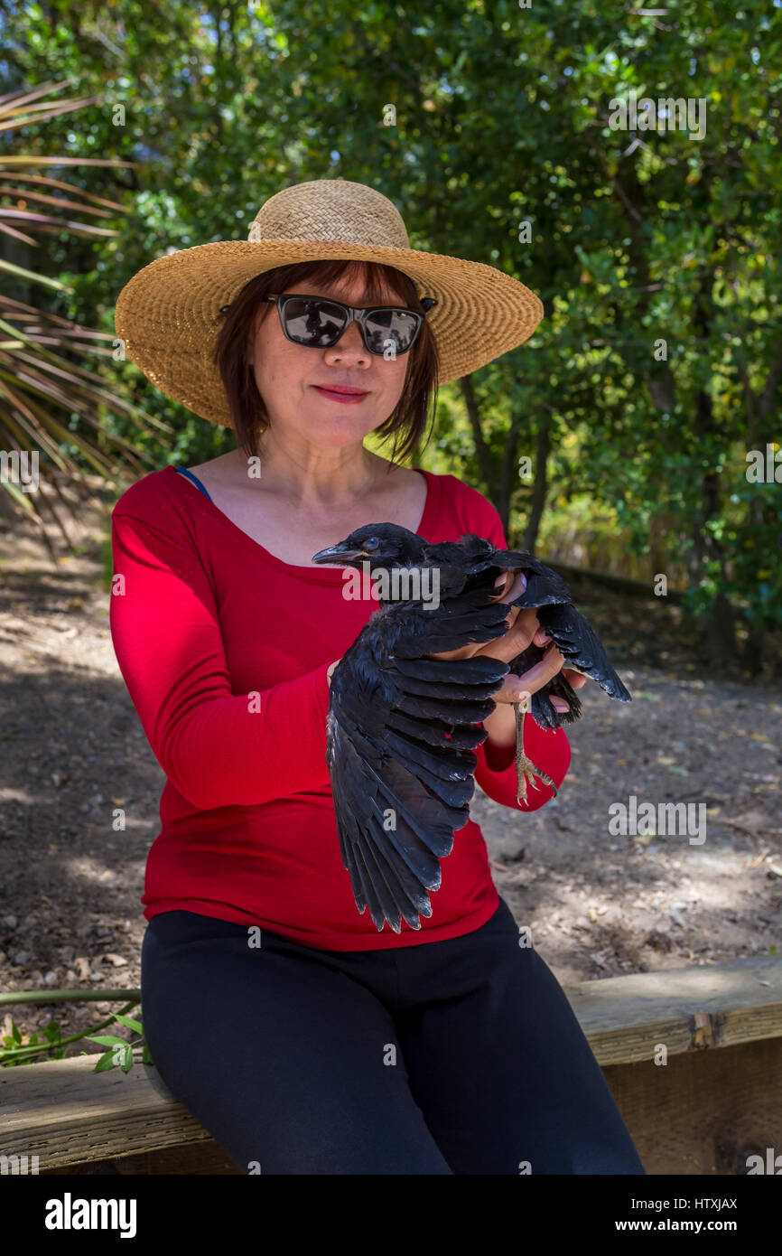 Fledgling crows hi-res stock photography and images - Alamy