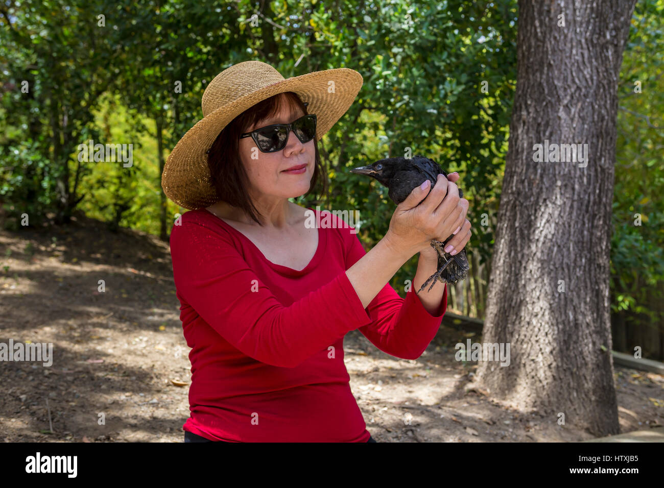1, one, American crow, fledgling crow, juvenile crow, injured bird ...