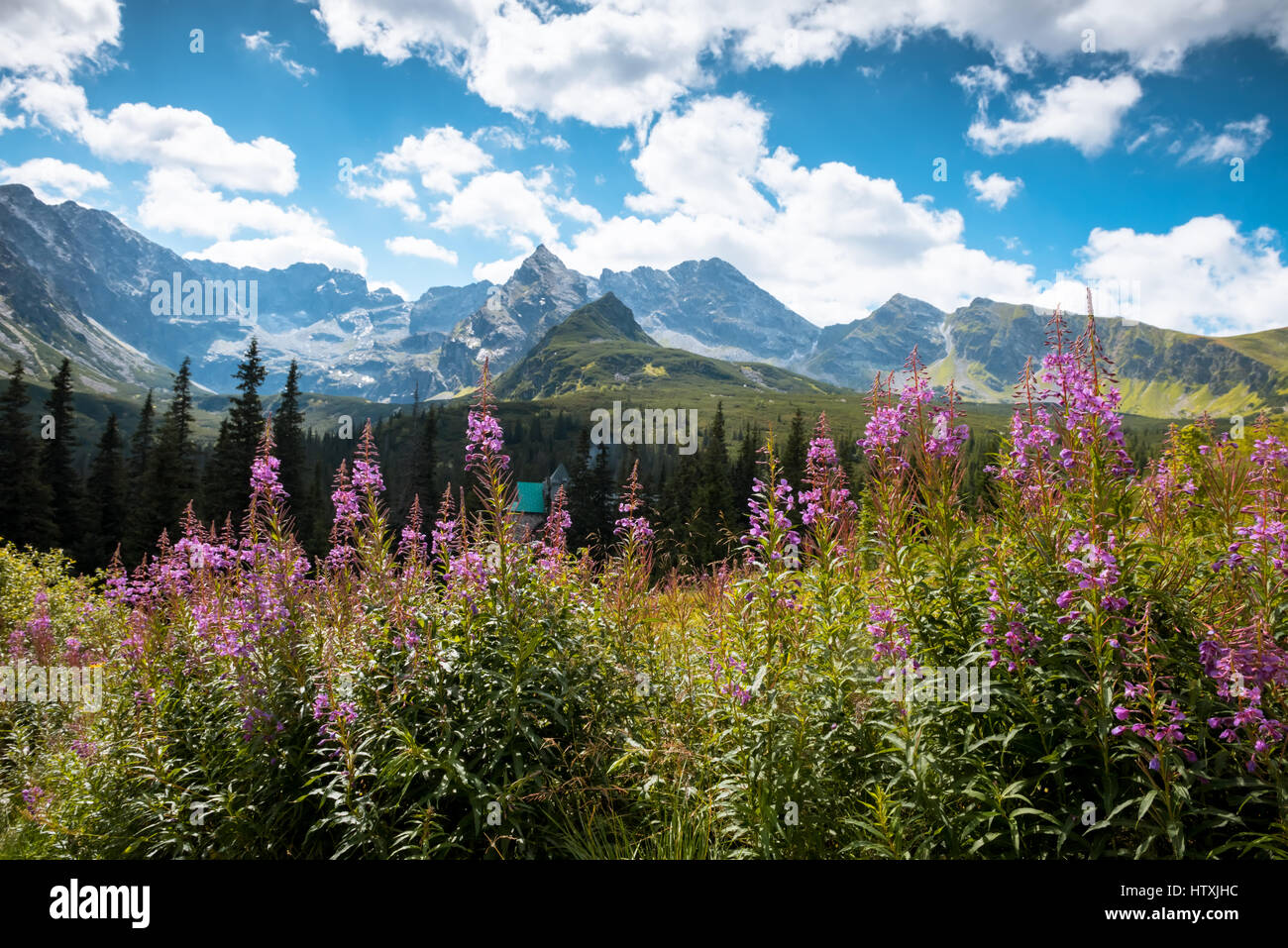 Summer view to Tatra Mountains national park in Zakopane Stock Photo ...