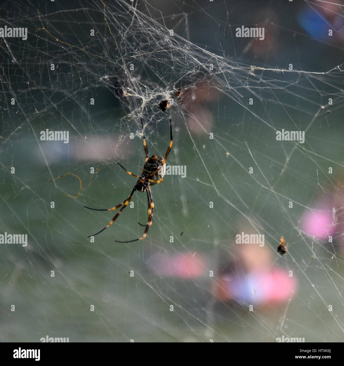 Australian spider hanging on the spider web. Spider web of the hunt ...