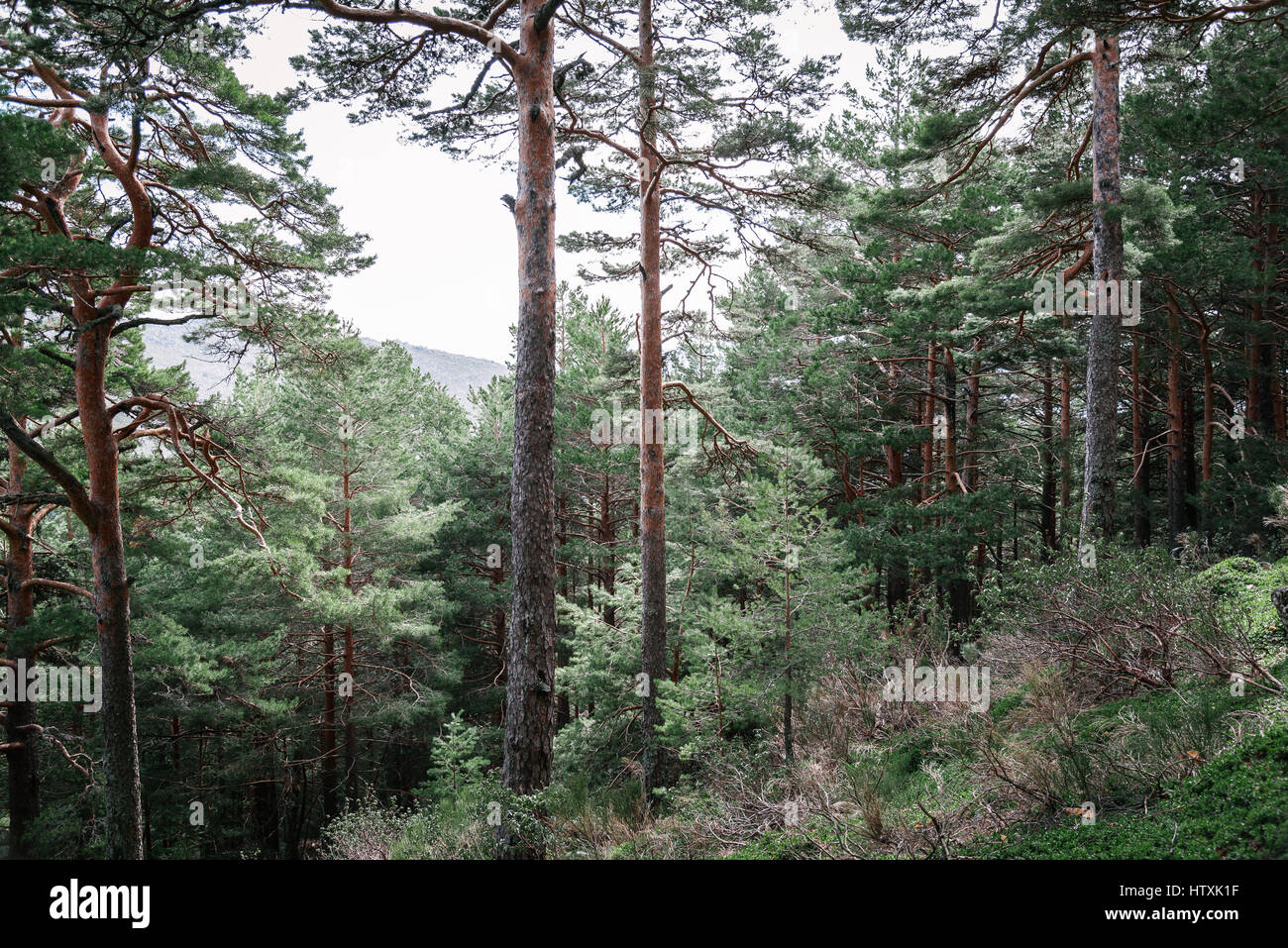 Pine tree woodland hi-res stock photography and images - Alamy