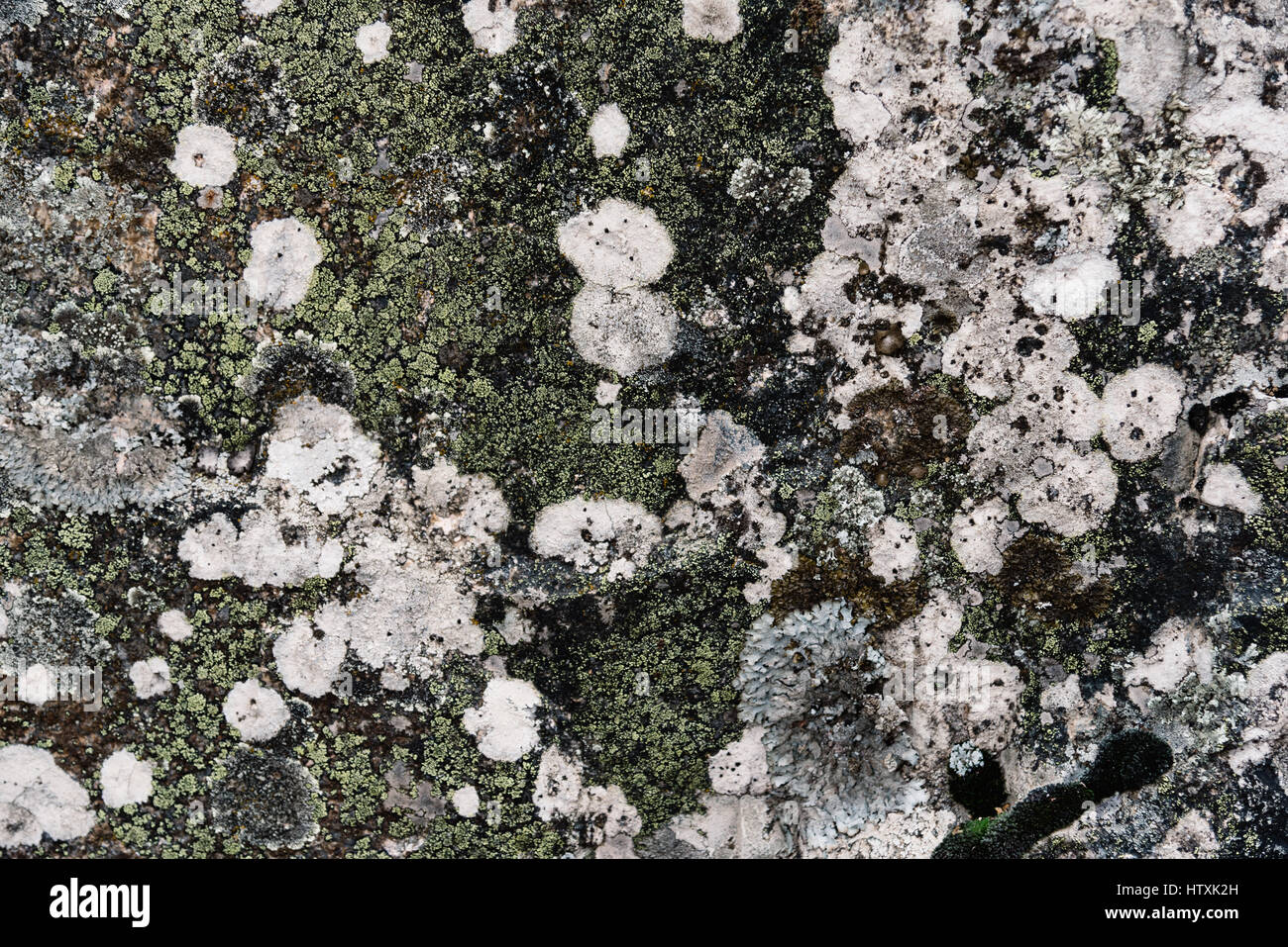 Weathered Rock Texture with dried Moss Stock Photo - Alamy