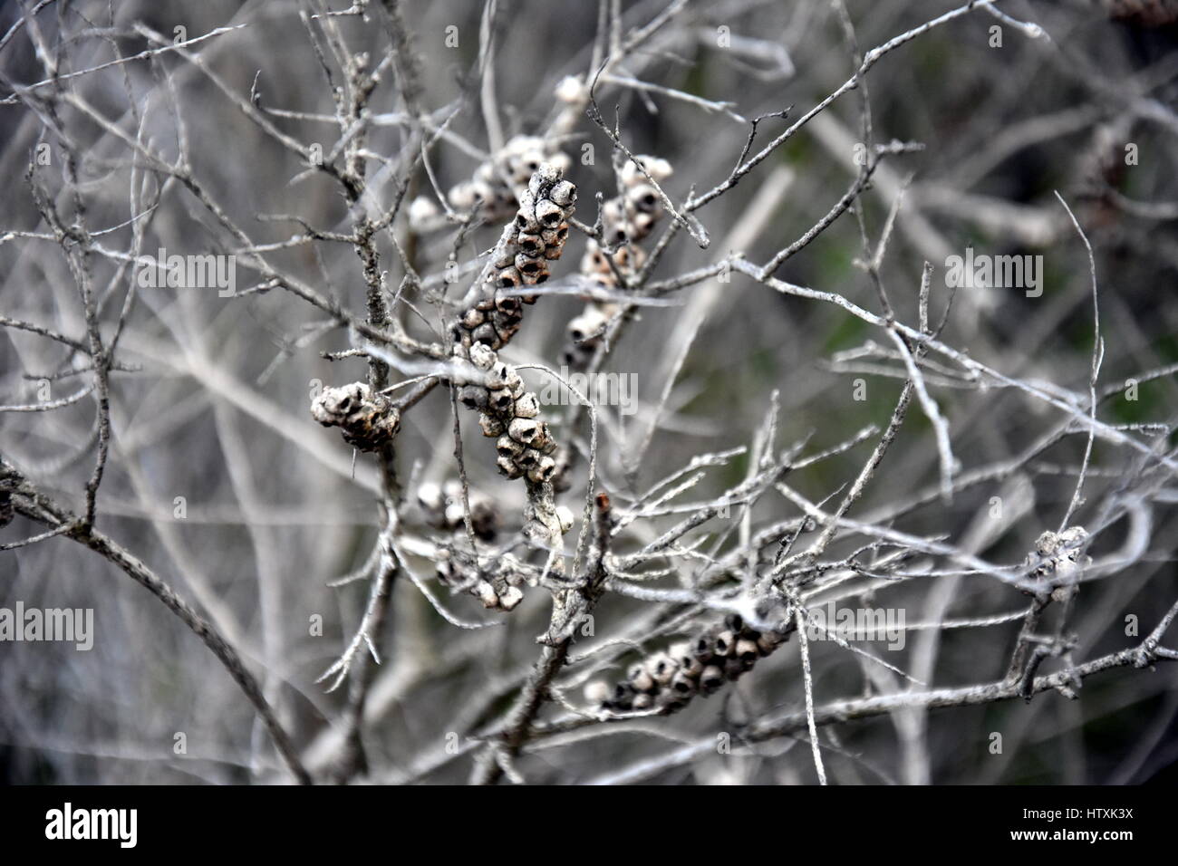 Dried tree illustration hi-res stock photography and images - Alamy