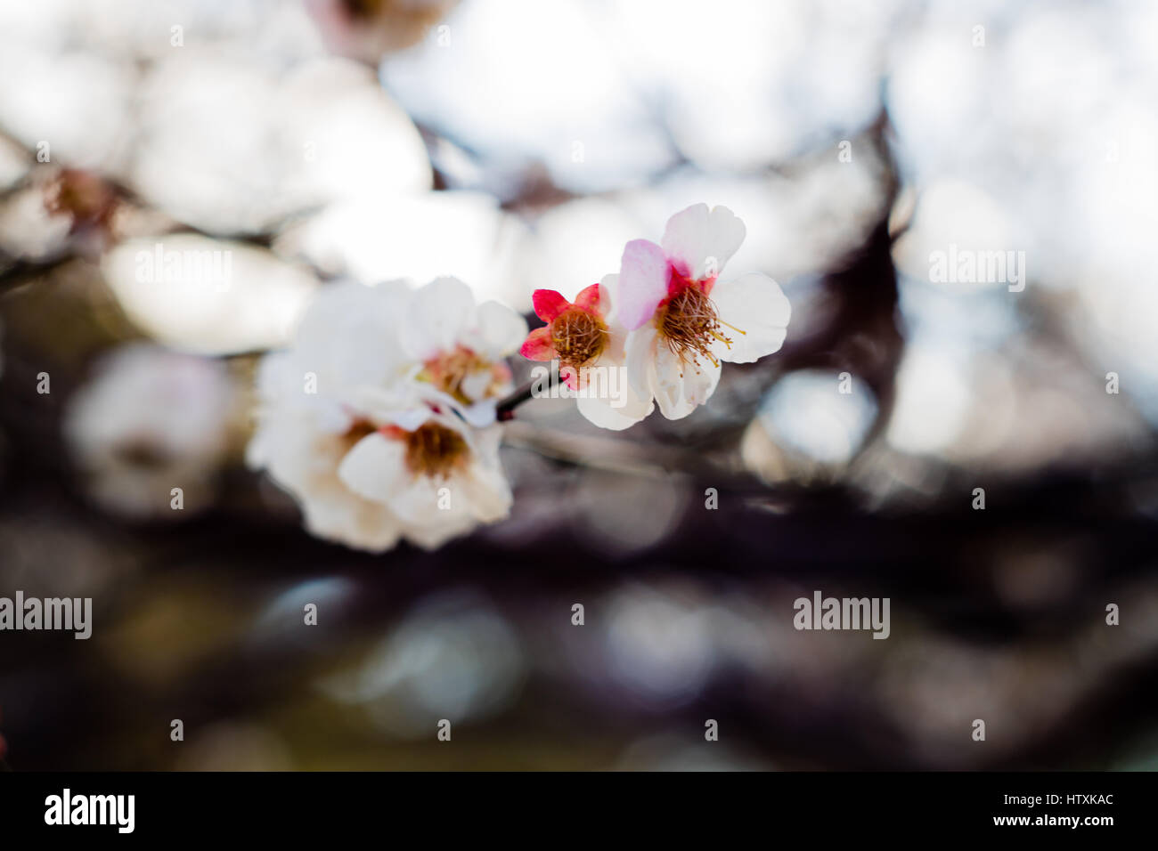 Small pretty flowers, blooming at the start of Spring in Japan Stock ...