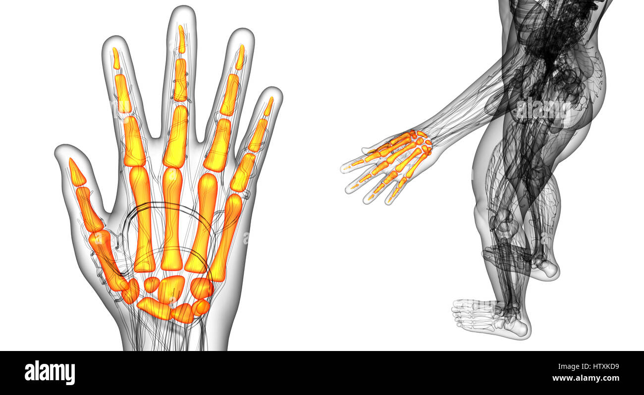 3D rendering illustration of the skeleton hand Stock Photo - Alamy