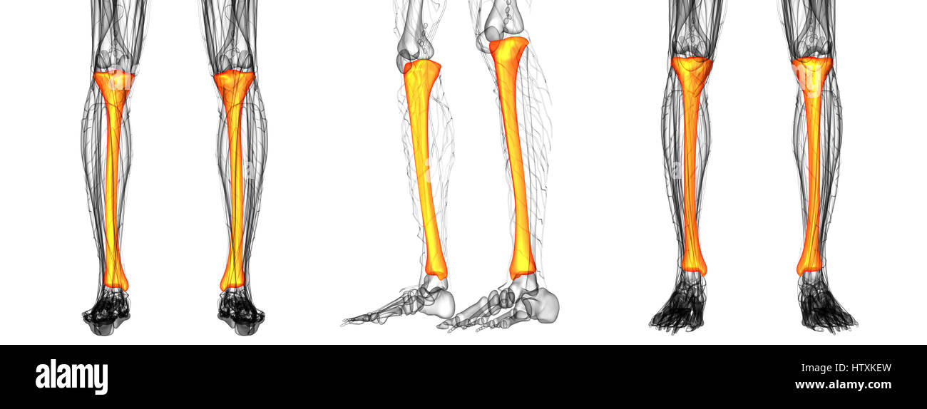 Head of tibia hi-res stock photography and images - Alamy