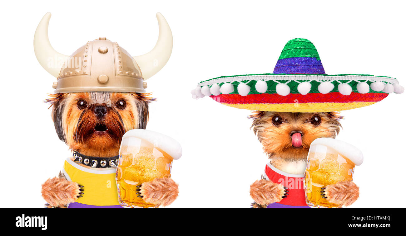 Funny dogs holding glass of beer Stock Photo - Alamy