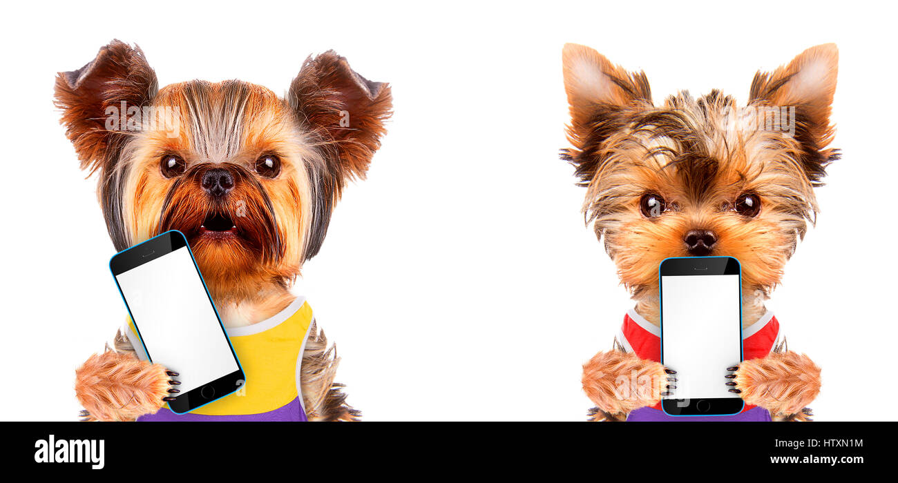 Funny dogs holding tablet with white screen Stock Photo - Alamy