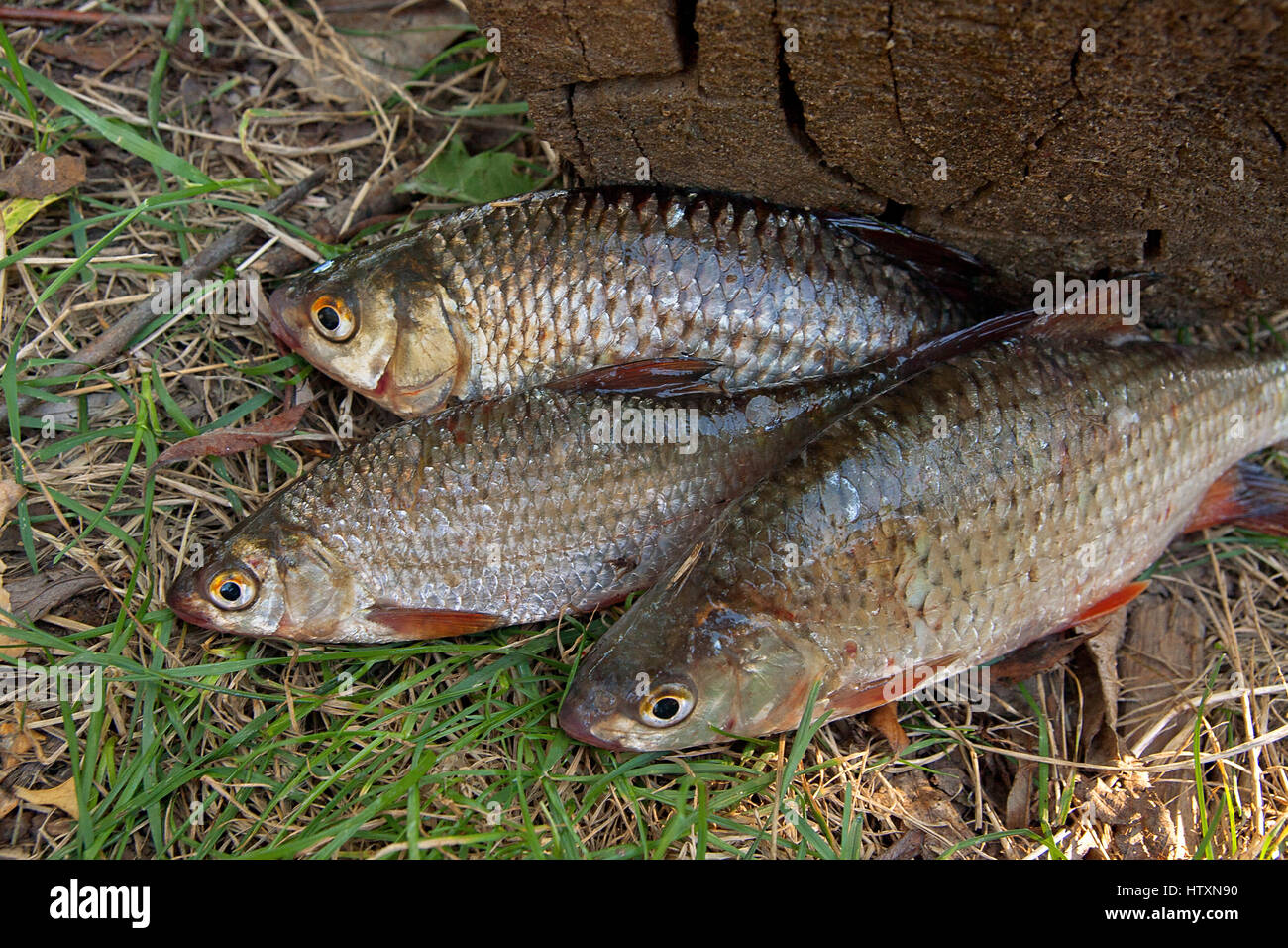 Freshwater fish just taken from the water. Several roach fish on green ...